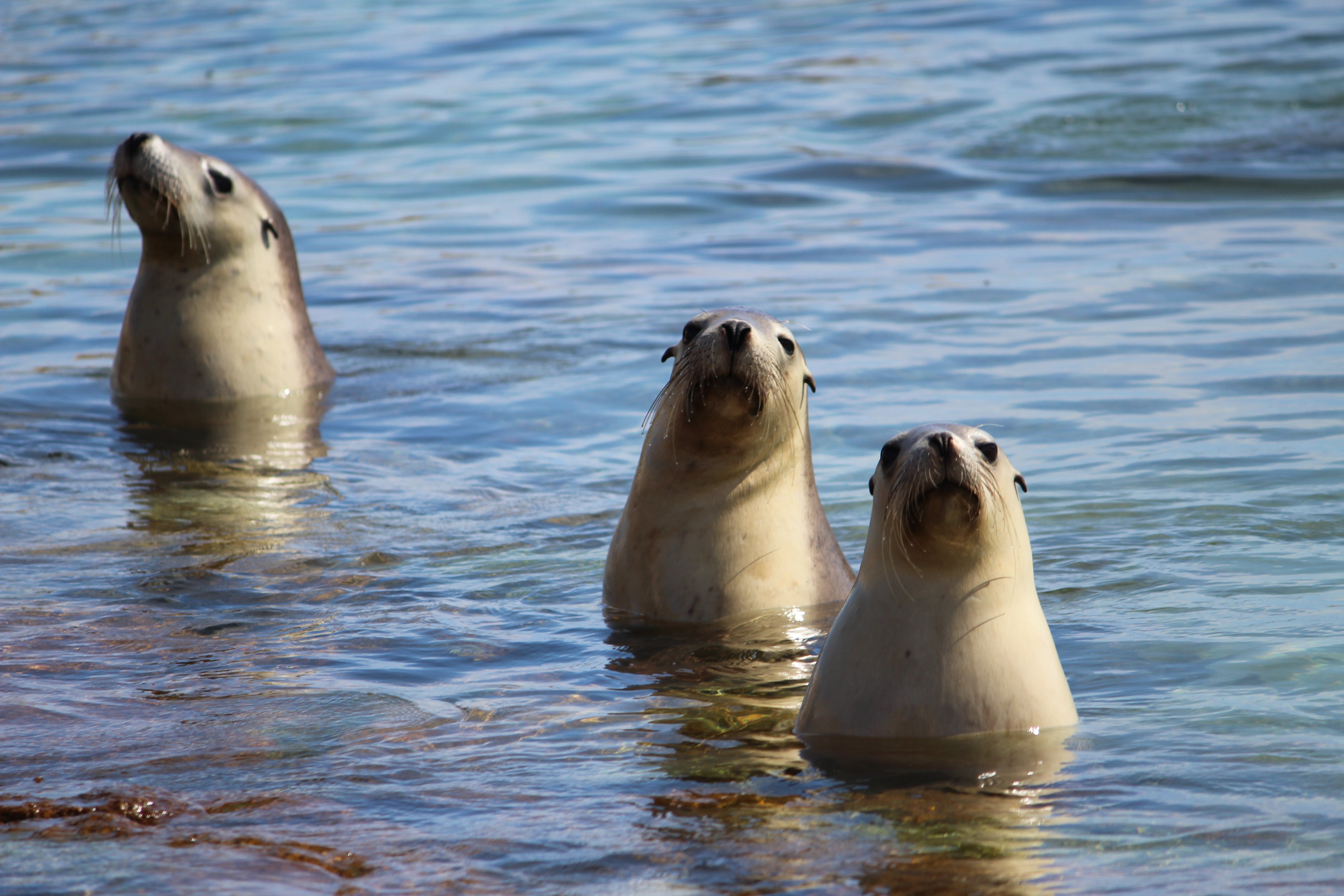 Australian Sea Lion Defence Campaign – Sea Shepherd Australia