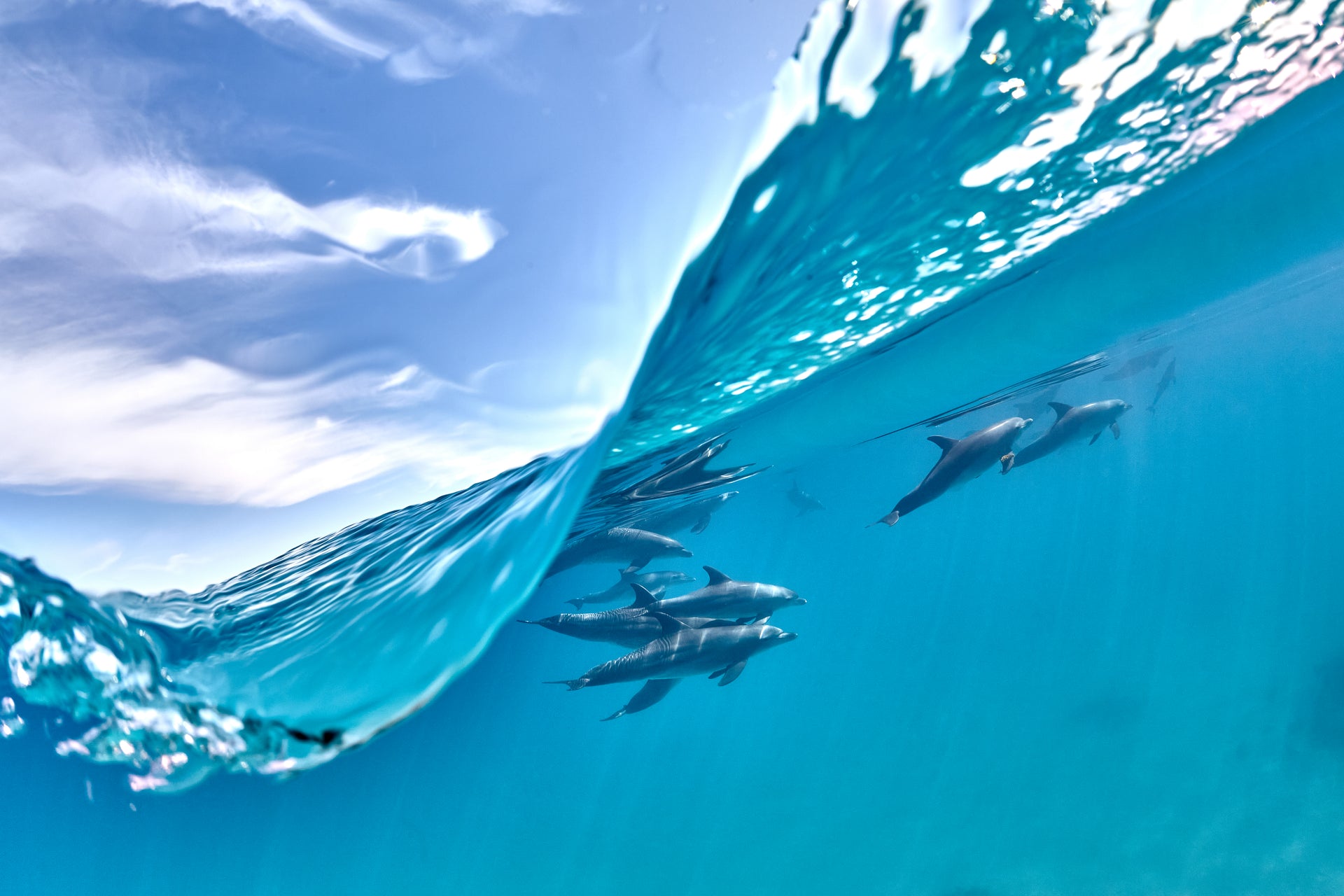 Sea Shepherd Australia Official Shop